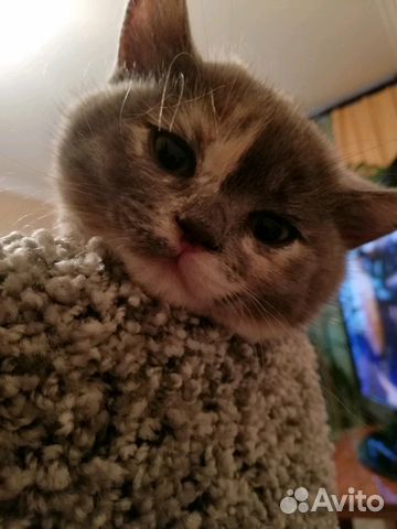 Британка голубокремовая