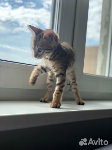 Котёнок бенгальской породы