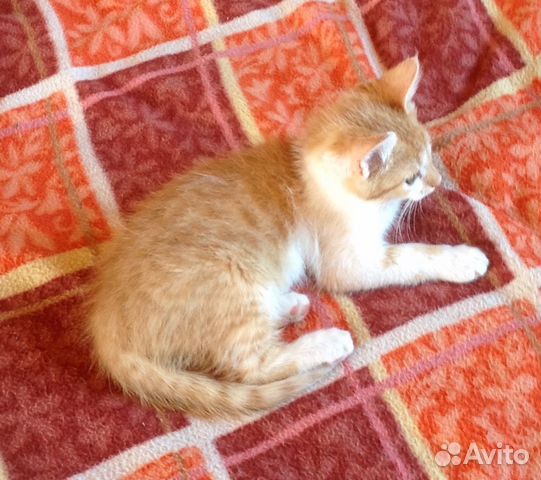 Солнечный котёнок мальчик