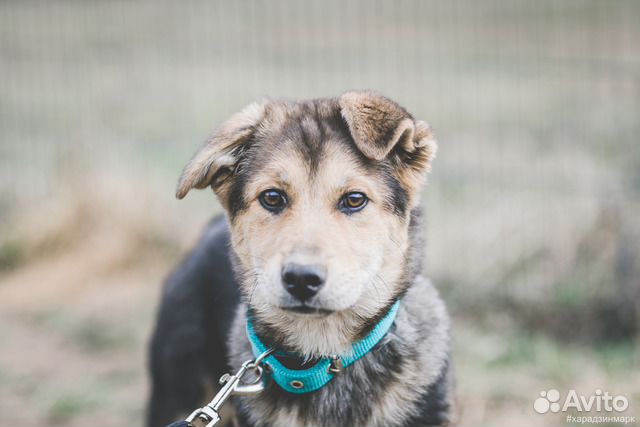 Две звезды Шурочка и Журочка ищут мампап