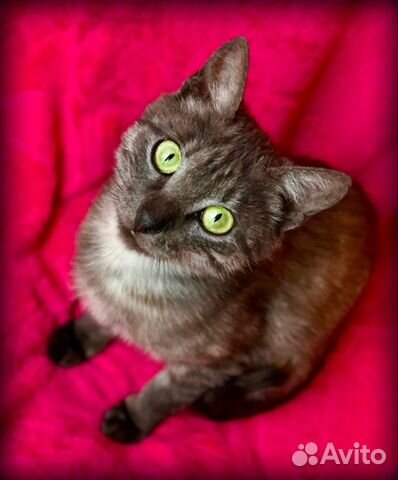 Молодая кошечка Лера ищет дом