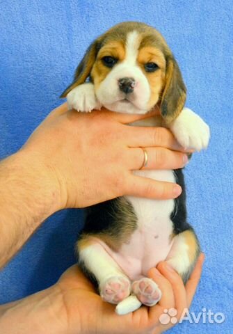 Биглемалыши