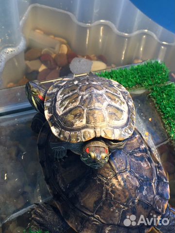 Красноухие черепахи