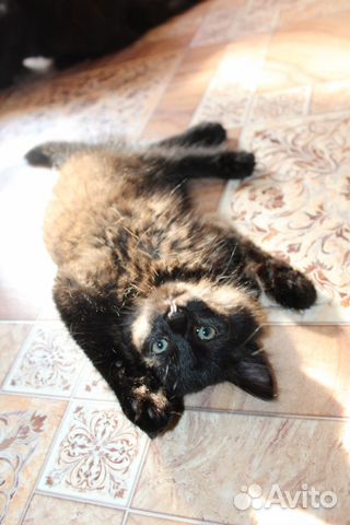 Петруша - черный котёнок