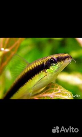 Сиамский водорослеед SAE