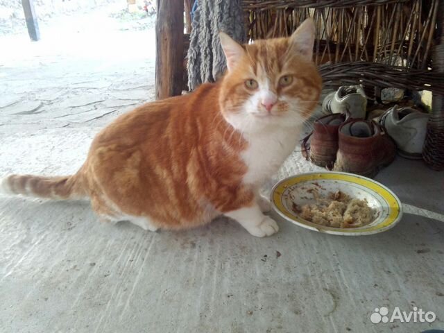 Красивые котята в добрые руки