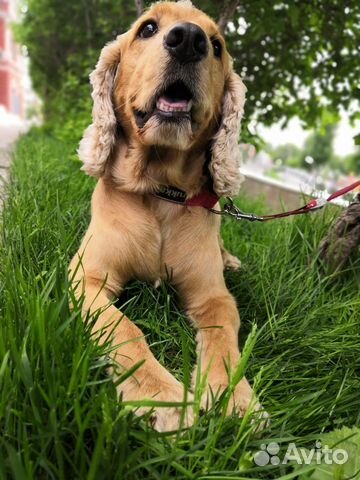 Предлагается на вязку супер мальчик Анг. Кокер-Сп