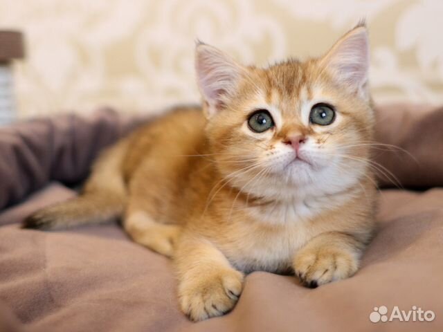 Элитный котик страйт золотая шиншилла ny 11