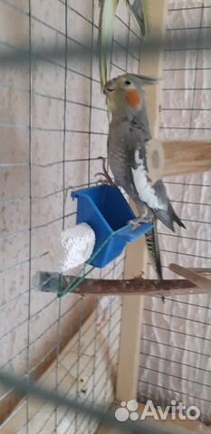 Корелла самка