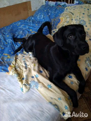 Метис лабрадора Сэм