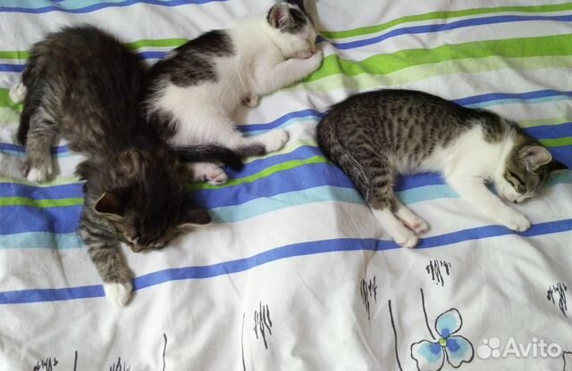 Котята Вашей мечты
