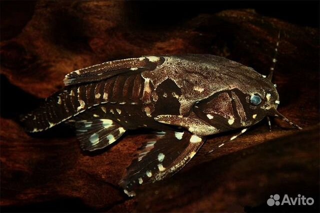 Аквариумные рыбы