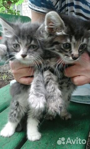 Котята - малюськи, 1,5 мес., сестрёнка и братик