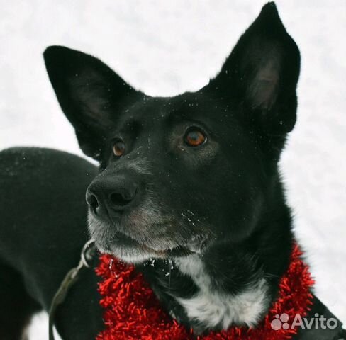 Полина. Чёрное золото. Умная собака. Бесплатно