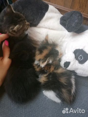 Спасенные домашние малыши В добрые руки