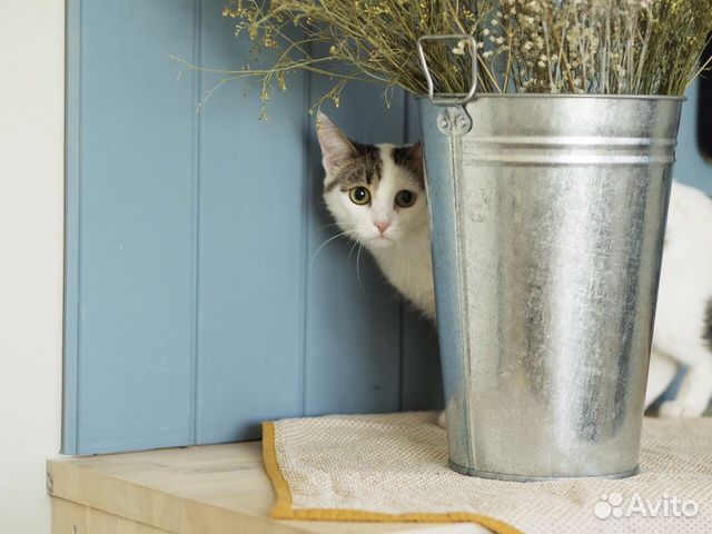 Кошечка Кики