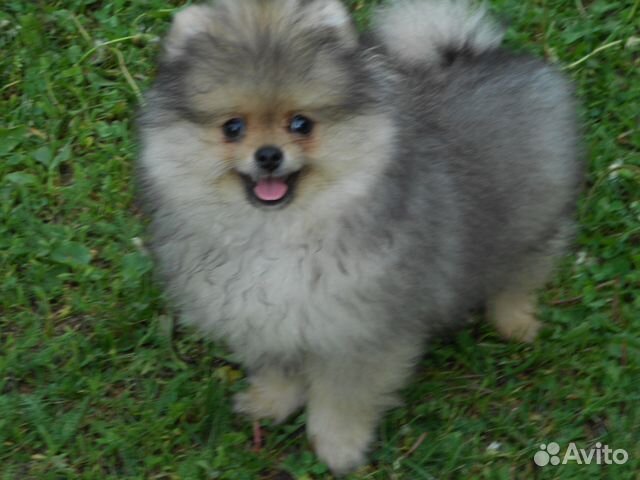 Мини щеночек мишутка-топтыжка