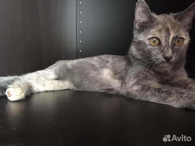 Кошечка в добрые руки