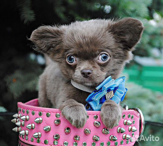 Лиловый эксклюзив