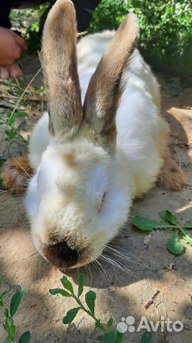 Калифорнийские кролики