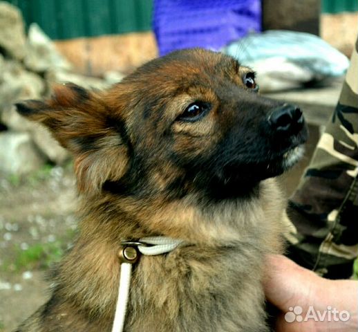 Девочка лисичка