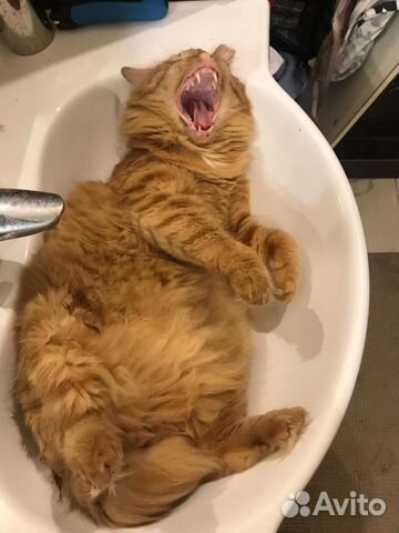 Кот рыжий роскошный