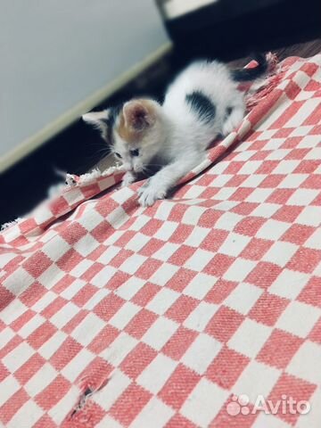 Отдадим котёну в добрые руки