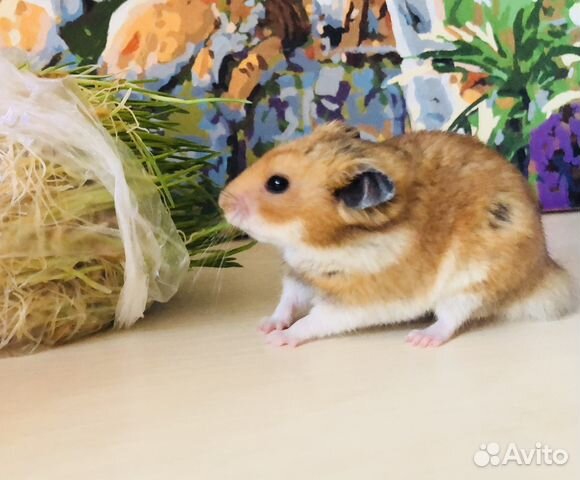 Сирийские хомяки