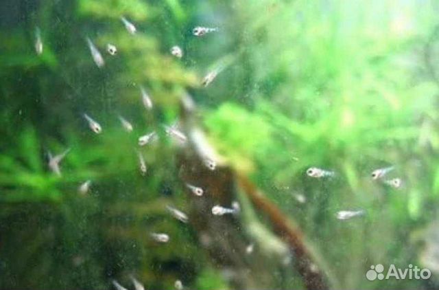 Стартовая культура инфузории