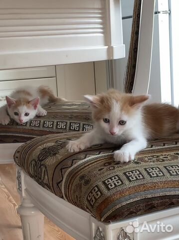 Отдадим чудесных котят в добрые руки