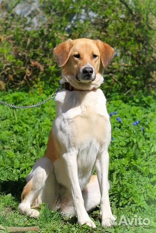 Линда. Красивая добрая собака. Бесплатно