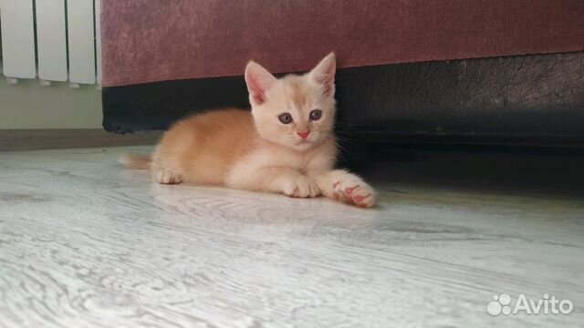 Котенок 2 месяца