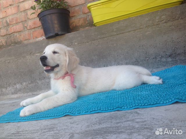 Щеночки Голден Ретривера