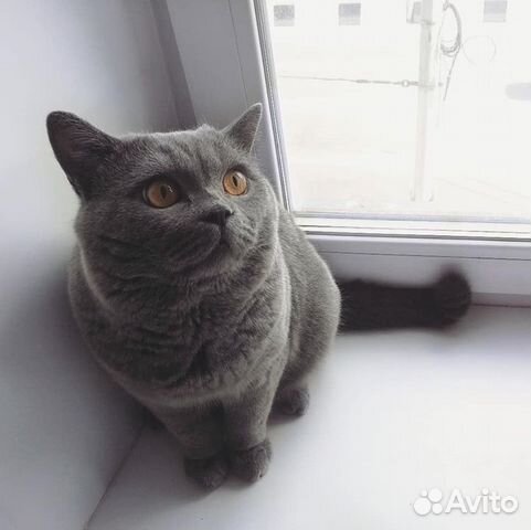Британец связка