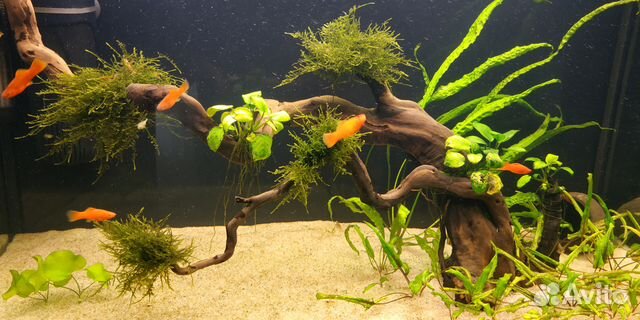 Мох рождественский