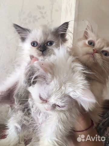 Персидские котята