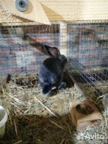 Самцы на племя