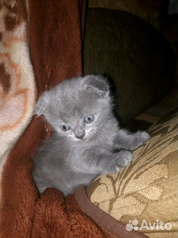 Вислоухие британцы