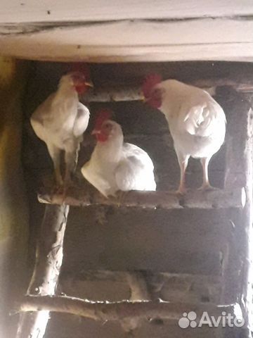 Петух леггорн