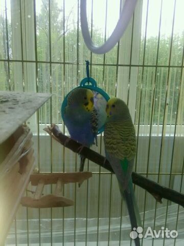 Попугаи с клеткой