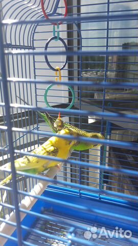Отдам птичек
