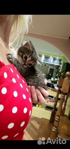 Котенок мальчик метис