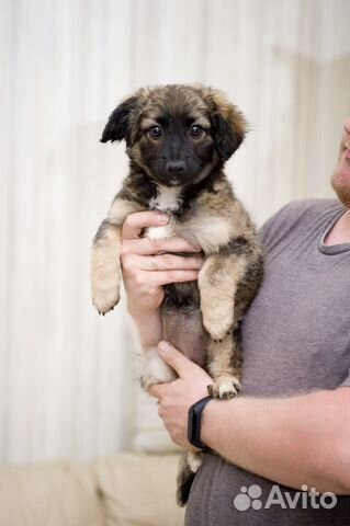 Щенок от мелкой собачки