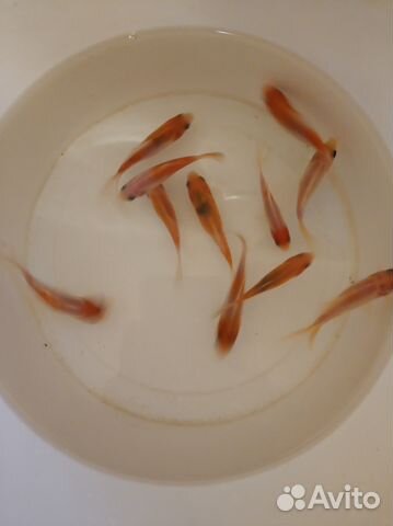 Золотые рыбки породы Шубункин