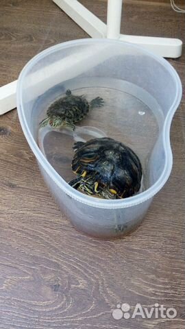 Красноухие черепашки