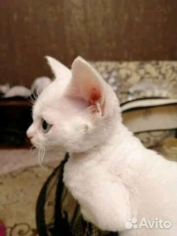 Разные кучеряшки