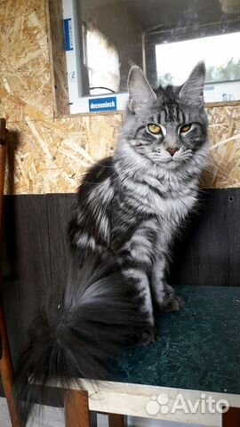 Серебряная красавица,мейн-кун