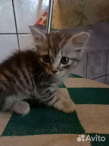 Красивая девочка ищет дом