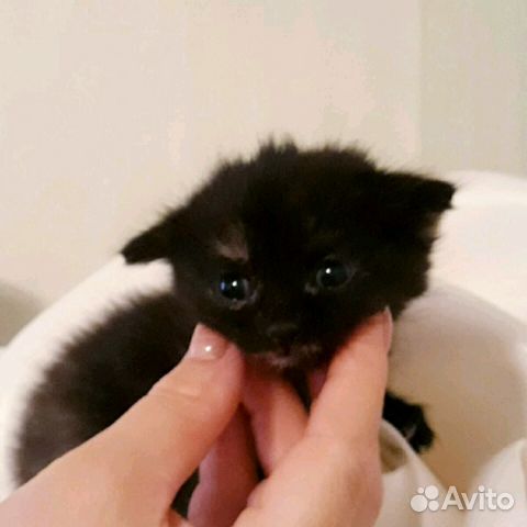 Котенок британца и сибирской