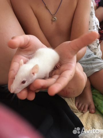 Крысы декоративные